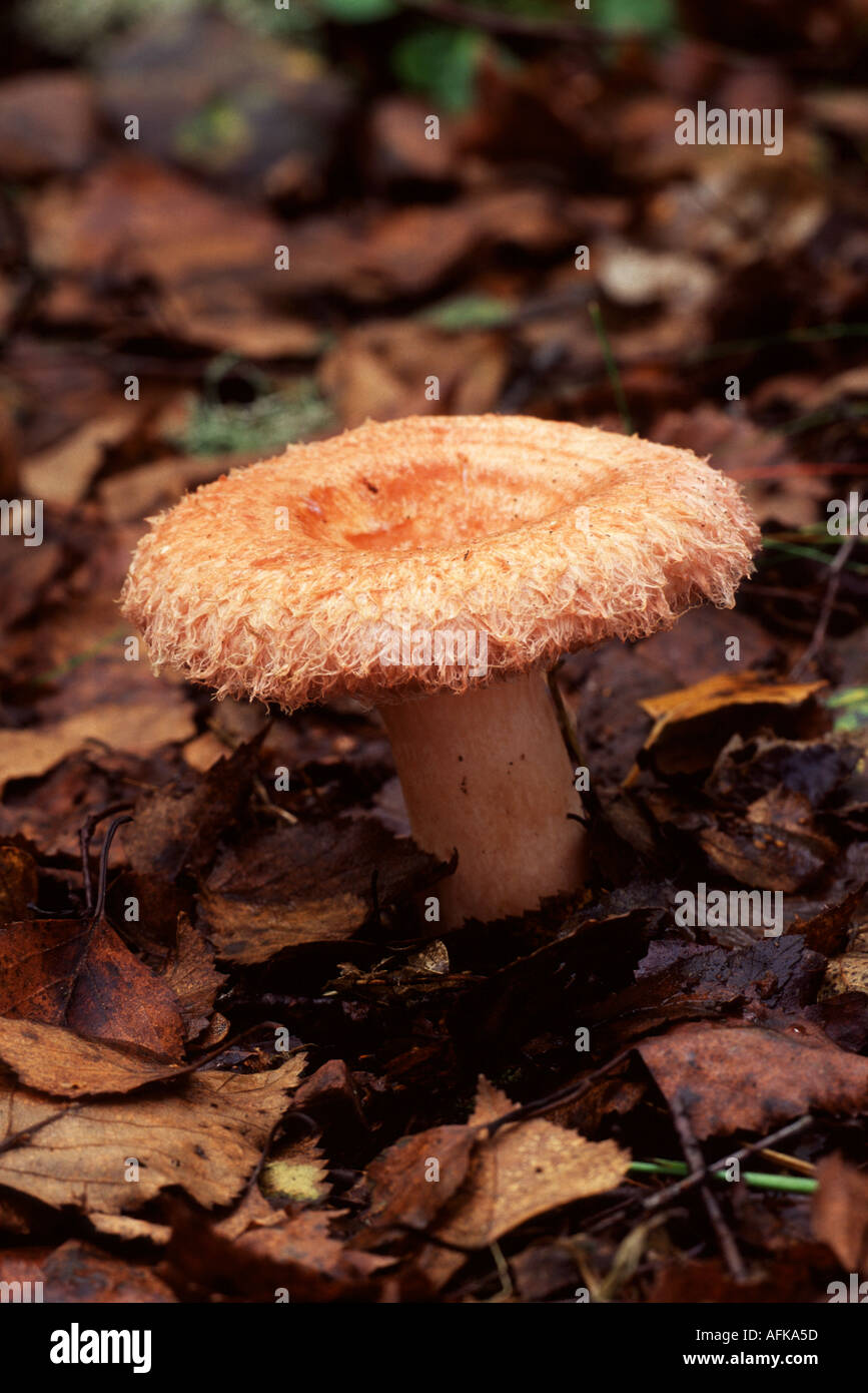 Woolly Milk Cap Lactarius torminosus Stock Photo - Alamy