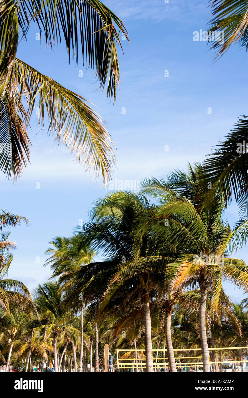 Palm trees in South Beach, Miami Stock Photo - Alamy