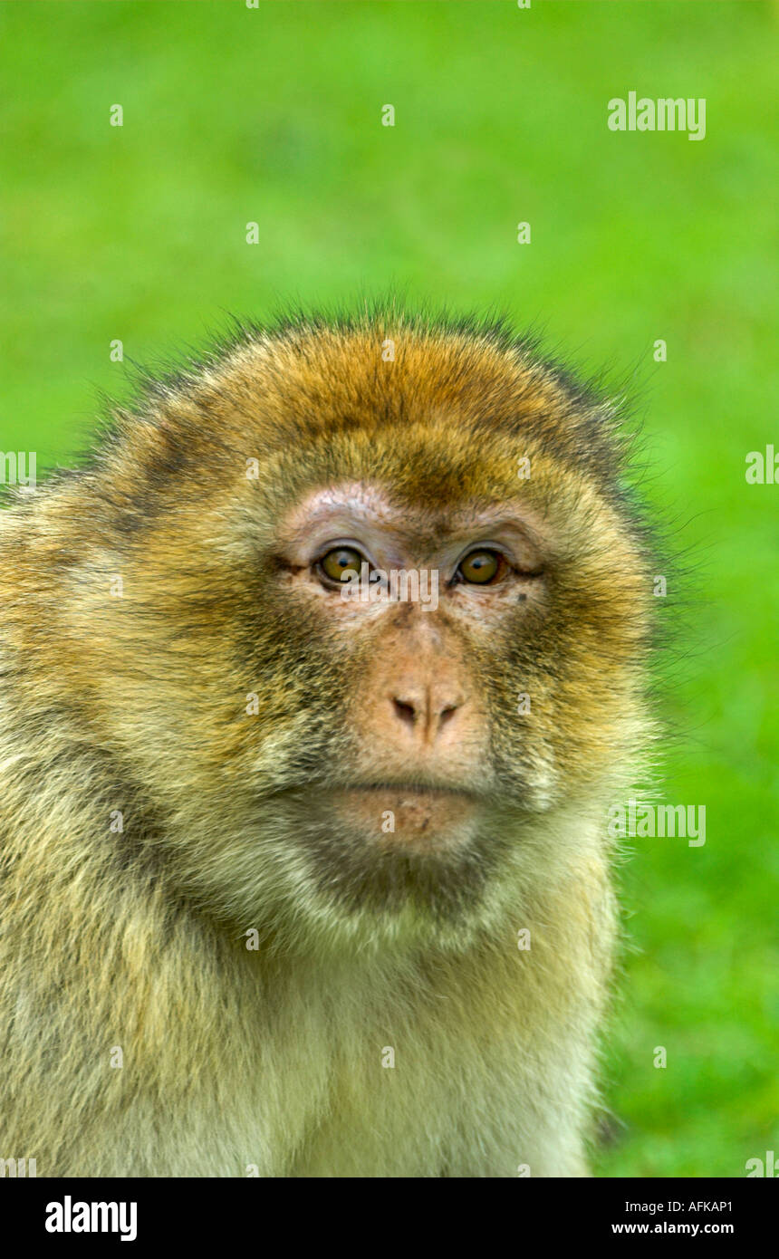 Barbary captive morocco hi-res stock photography and images - Alamy