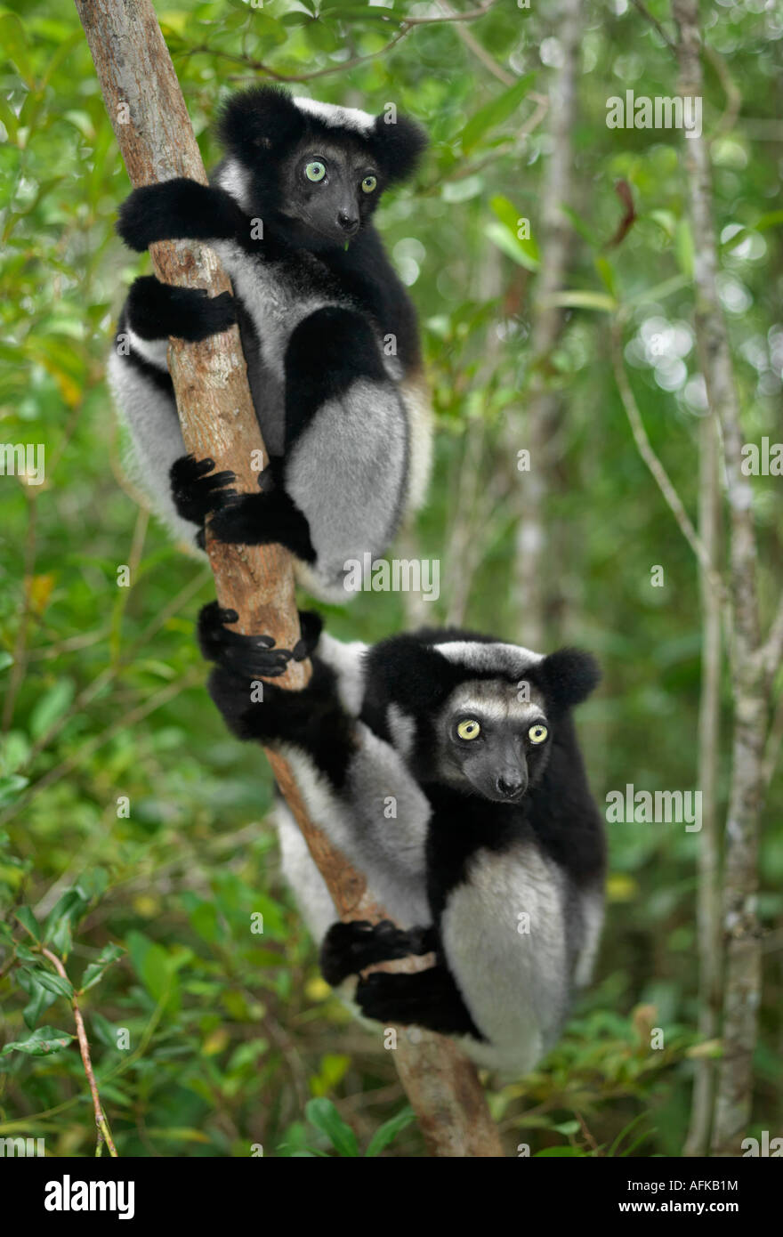 Two Indri (Indri indri) in eastern Madagascar. The Indri are Madagscar ...