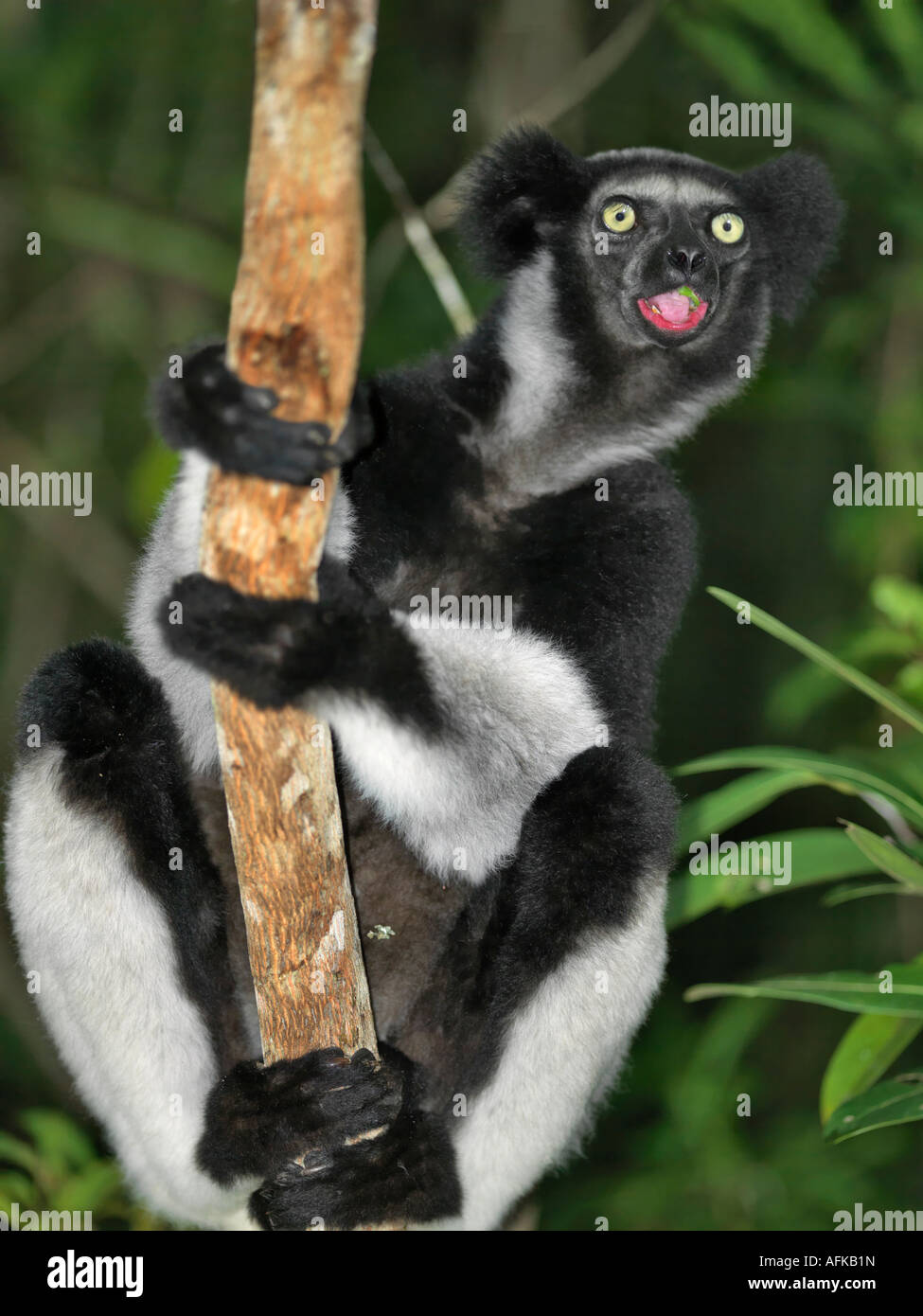 An Indri (Indri indri) lemur in eastern Madagascar. The Indri are ...