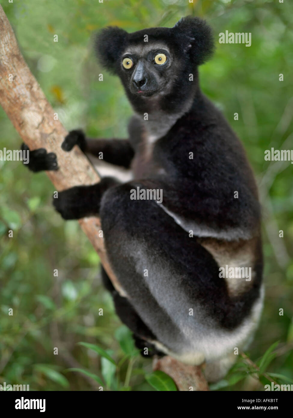 An immature Indri (Indri indri) lemur in eastern Madagascar. The Indri ...