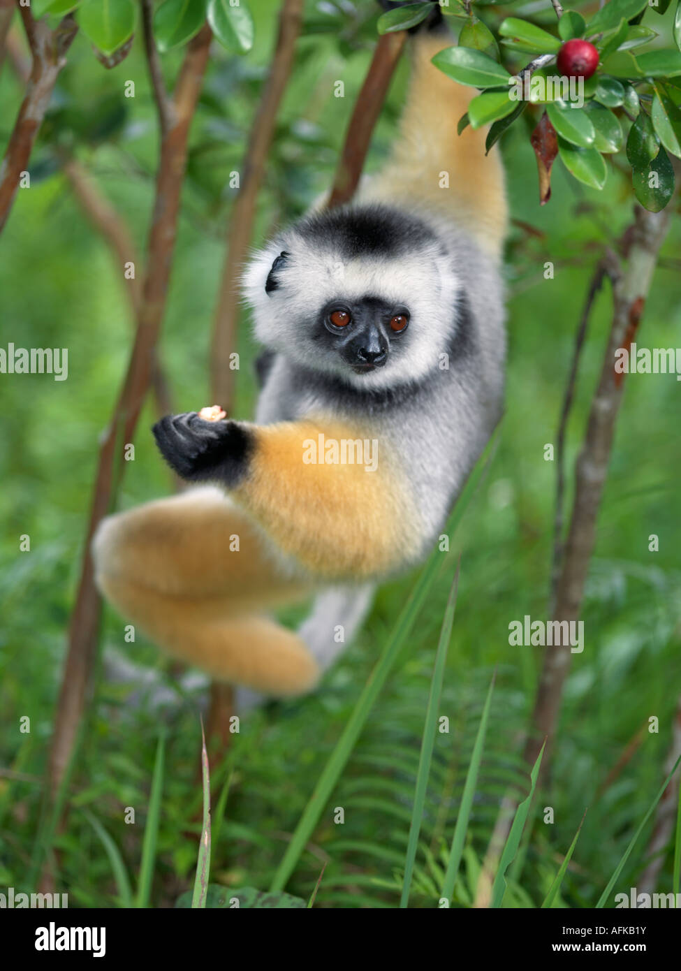 A Diademed Sifaka (Propithecus diadema) eating wild guava fruit in ...