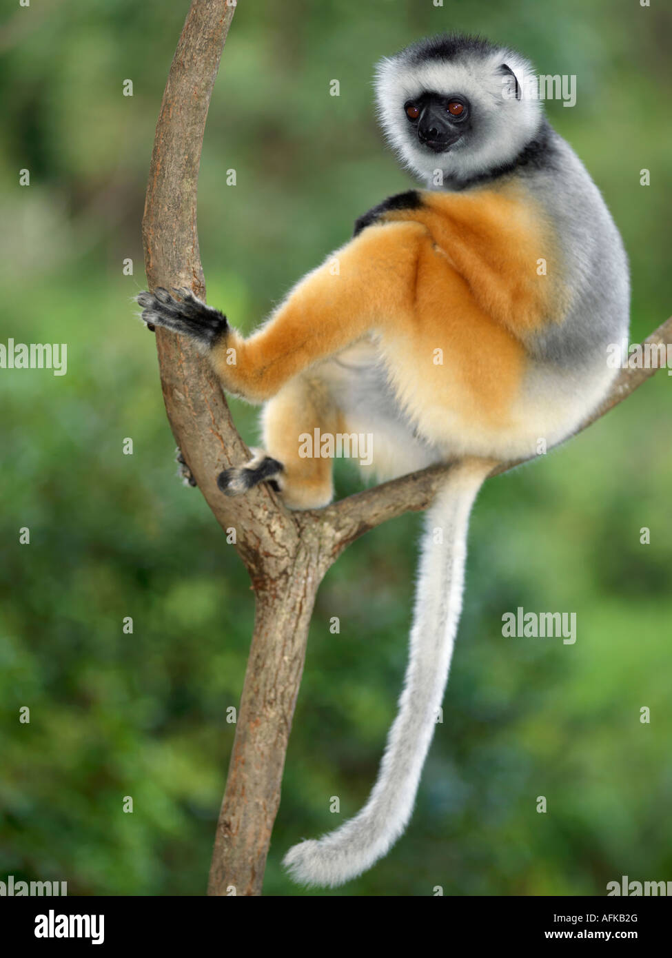 A Diademed Sifaka (Propithecus diadema) in Matandia National Park ...