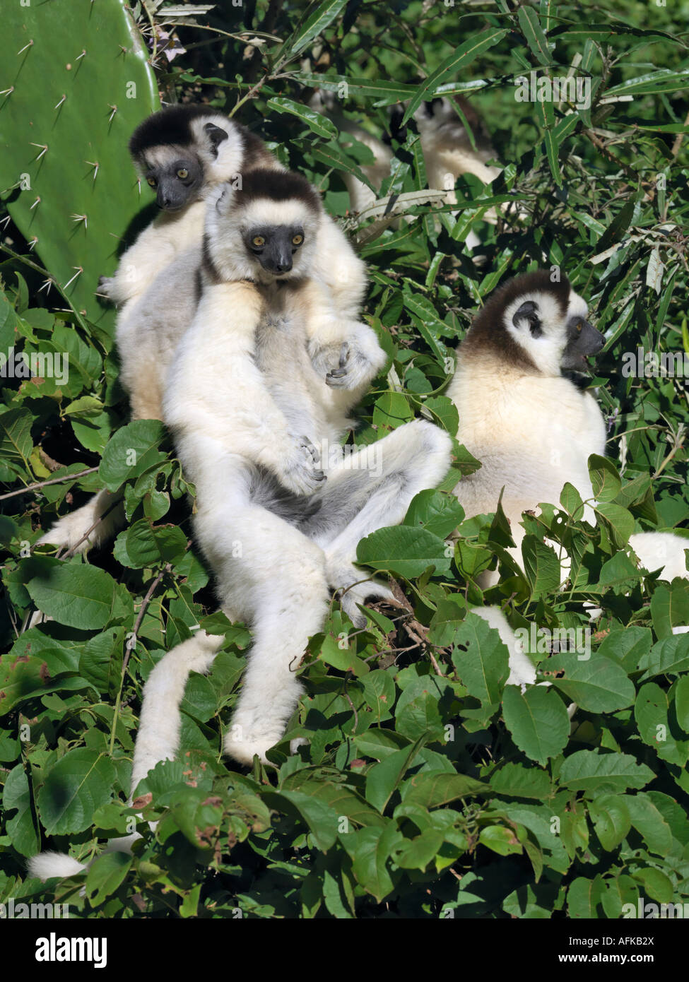 Jumping lemur hi-res stock photography and images - Alamy