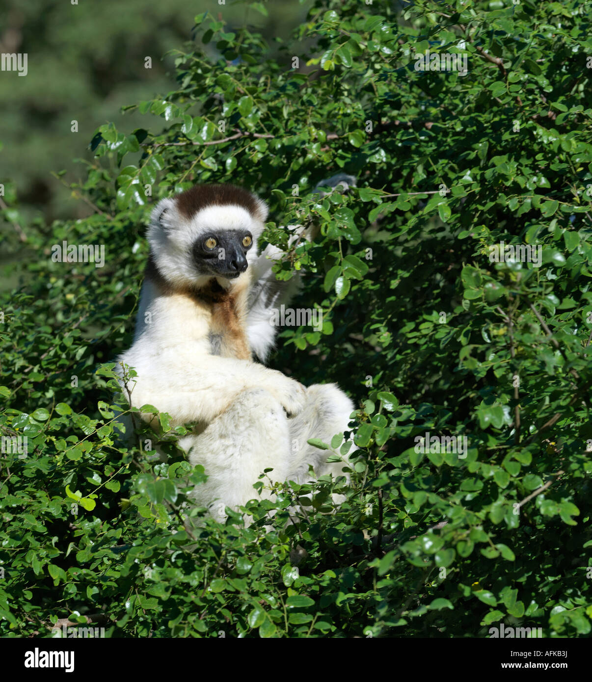 A Verreaux's Sifaka (Propithecus verreauxi). These lemurs are often ...