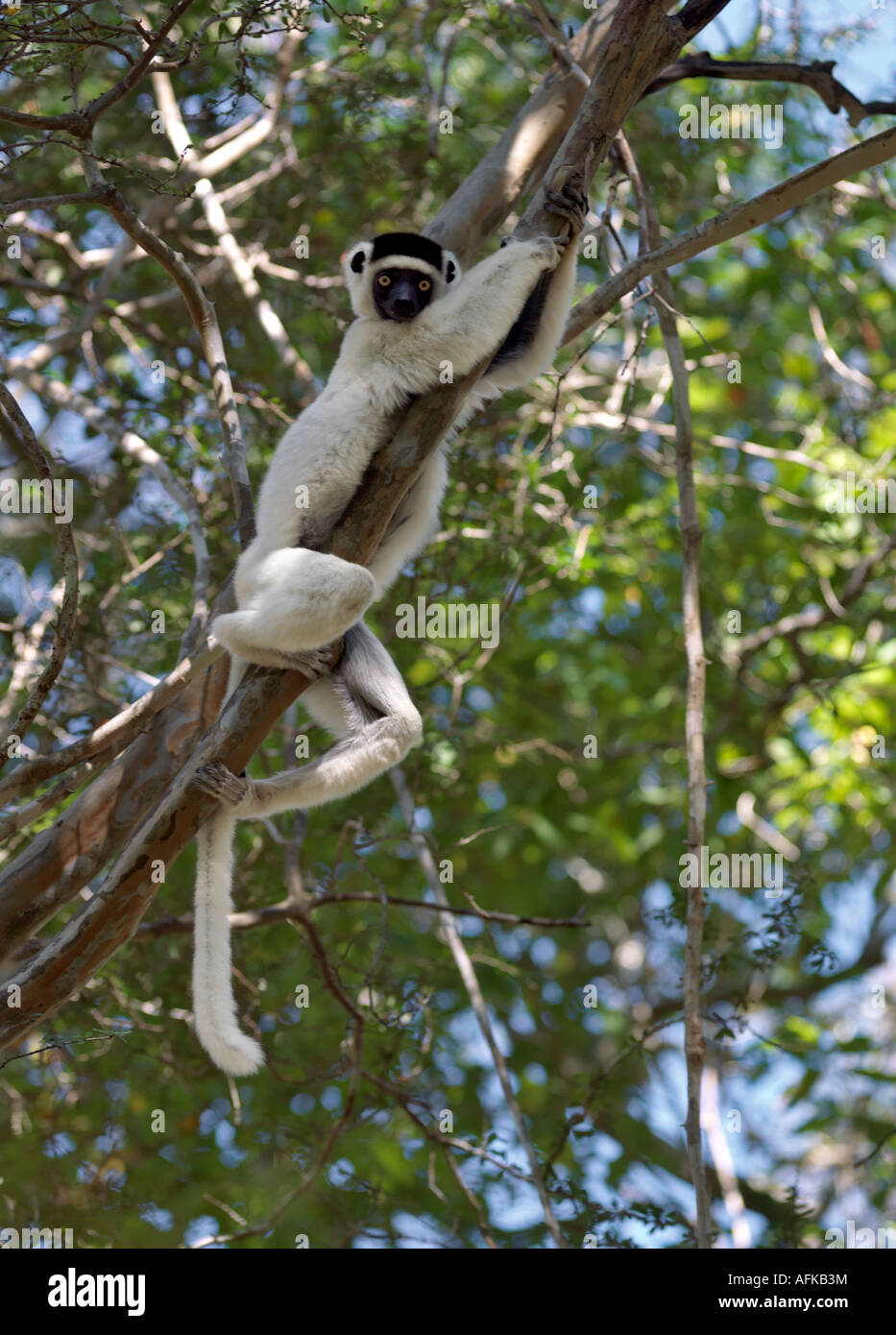 A Verreaux's Sifaka (Propithecus verreauxi). These lemurs are often ...