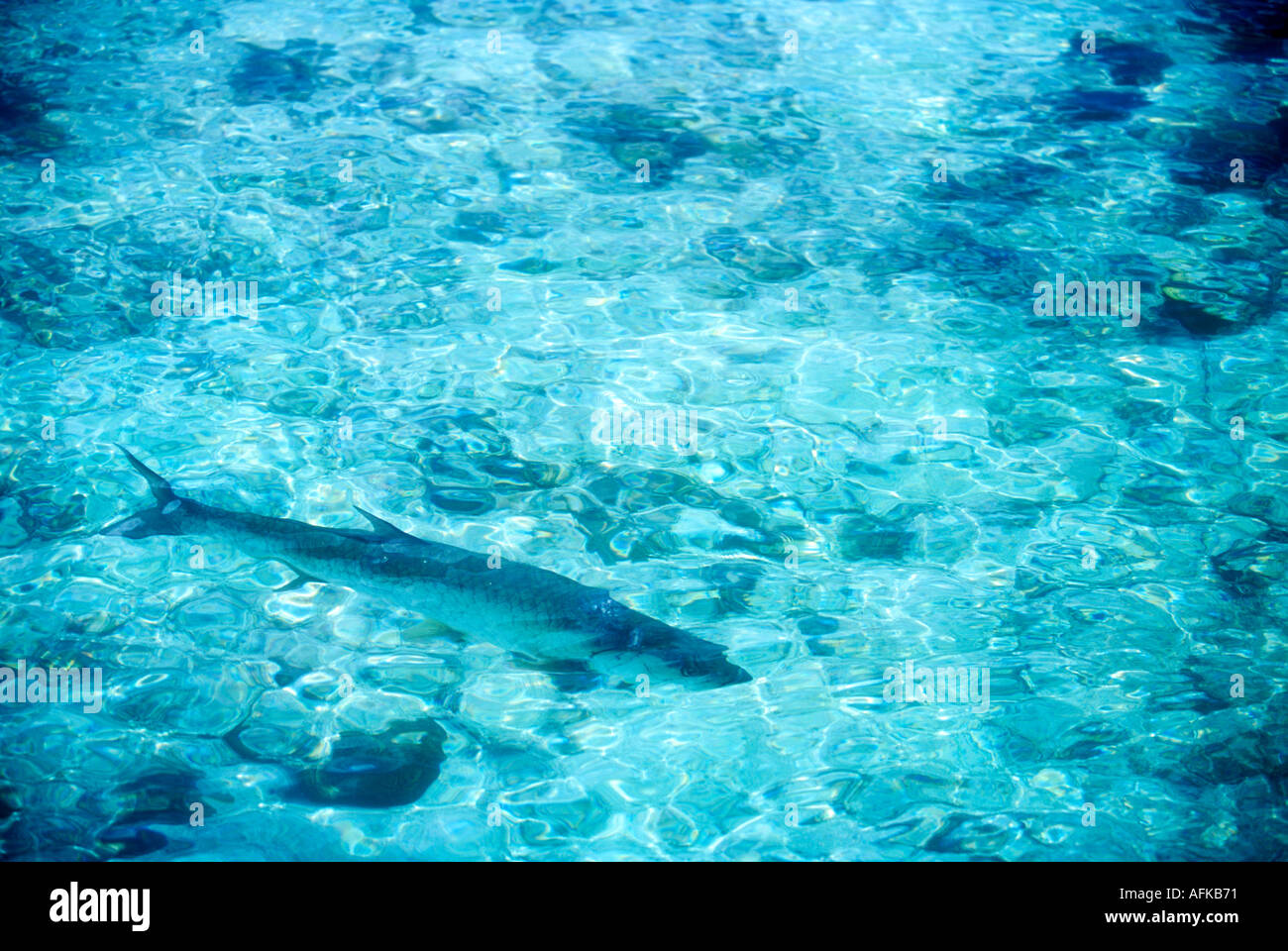 Tarpon megalops atlanticus swimming near Grand Cayman island in the ...