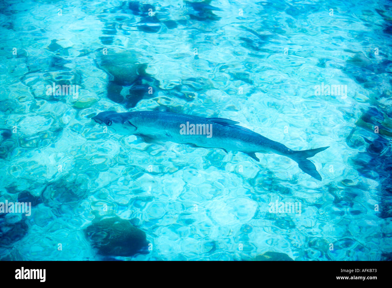 Tarpon megalops atlanticus swimming near Grand Cayman island in the ...