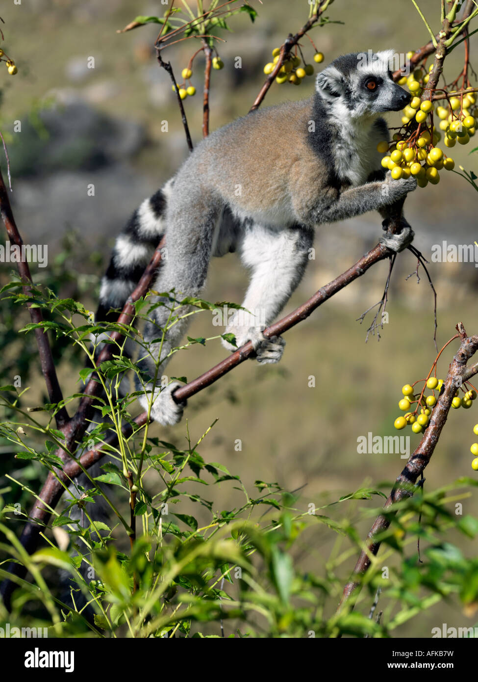 A Ring-tailed Lemur (Lemur catta) feeding on wild Madagascar lilac ...