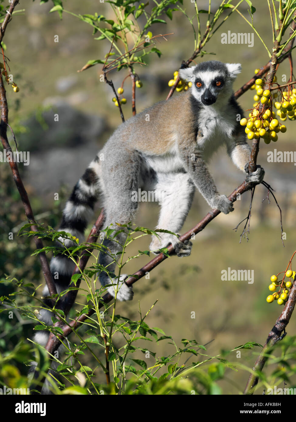 A Ring-tailed Lemur (Lemur catta) feeding on wild Madagascar lilac ...