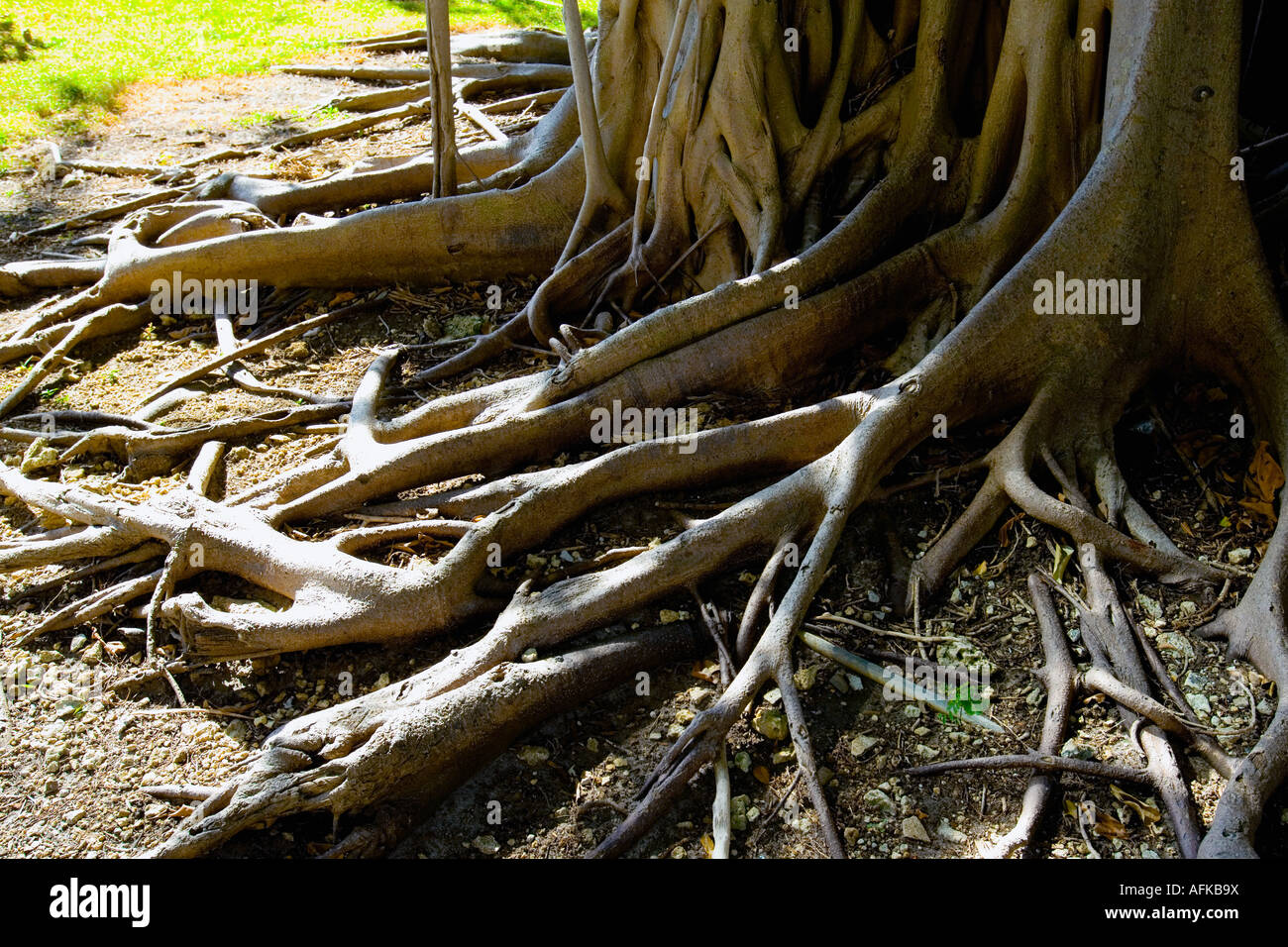 Close-up of tree roots Stock Photo - Alamy