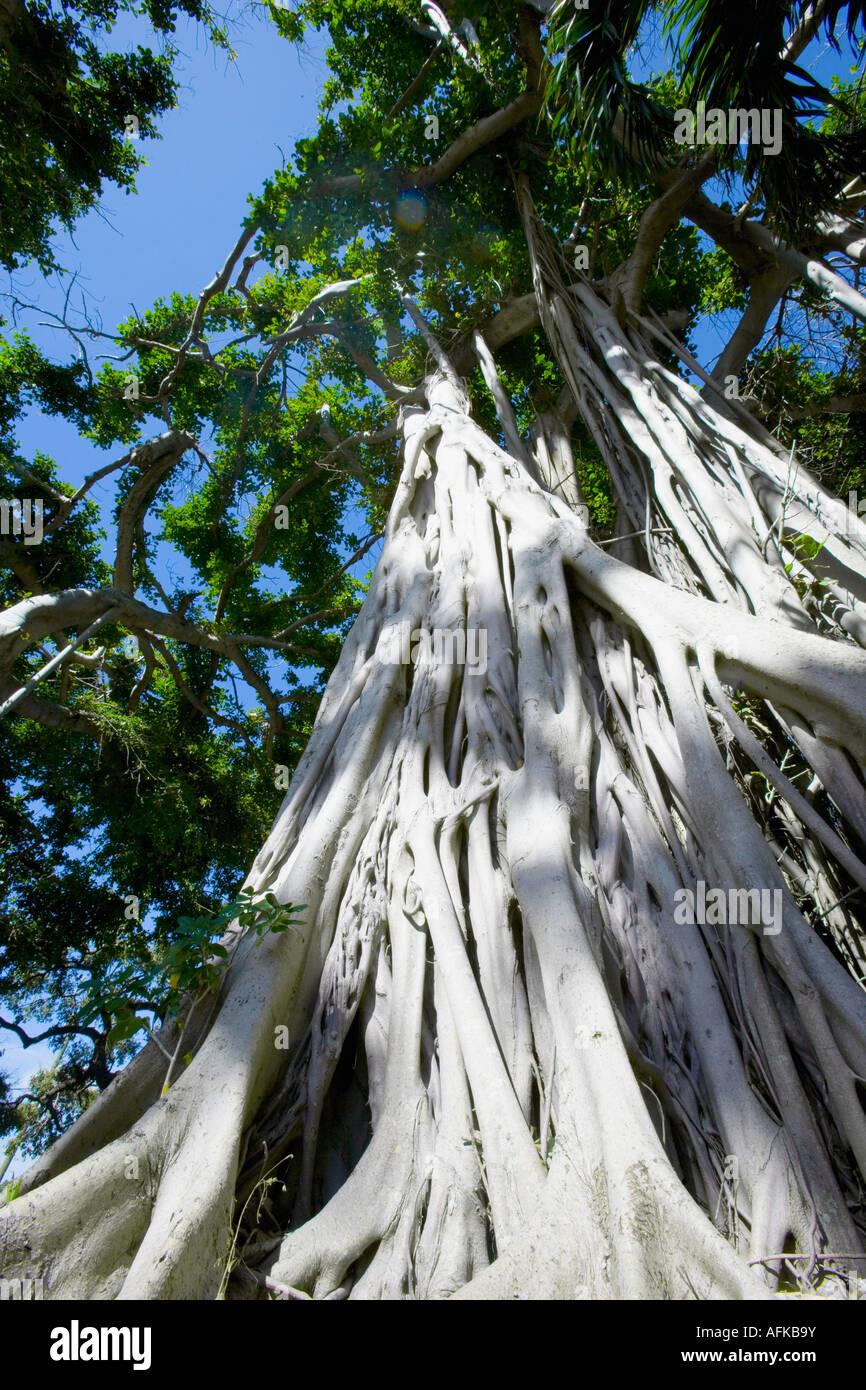 Tree showing exposed roots Stock Photo - Alamy