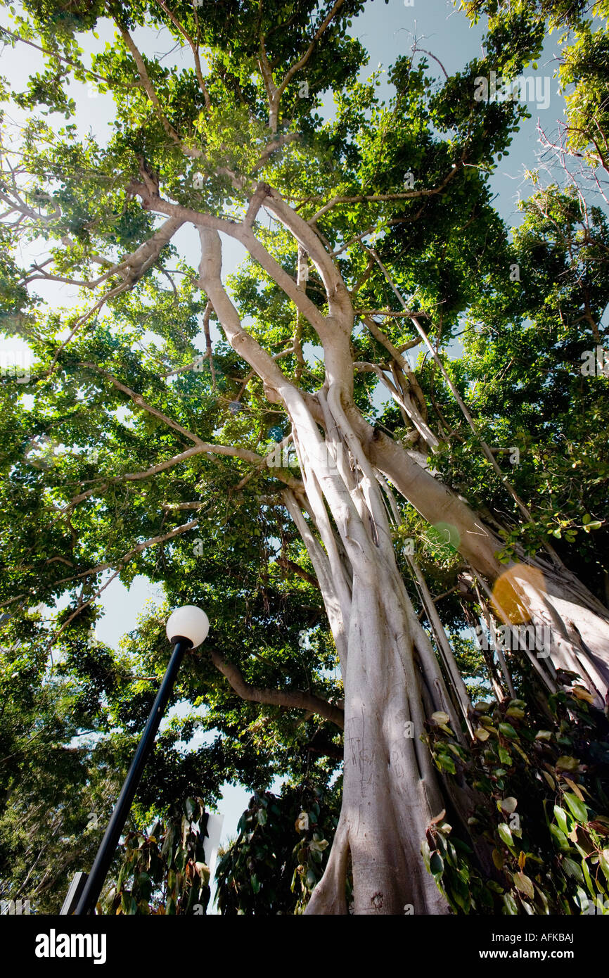Tree showing exposed roots Stock Photo - Alamy