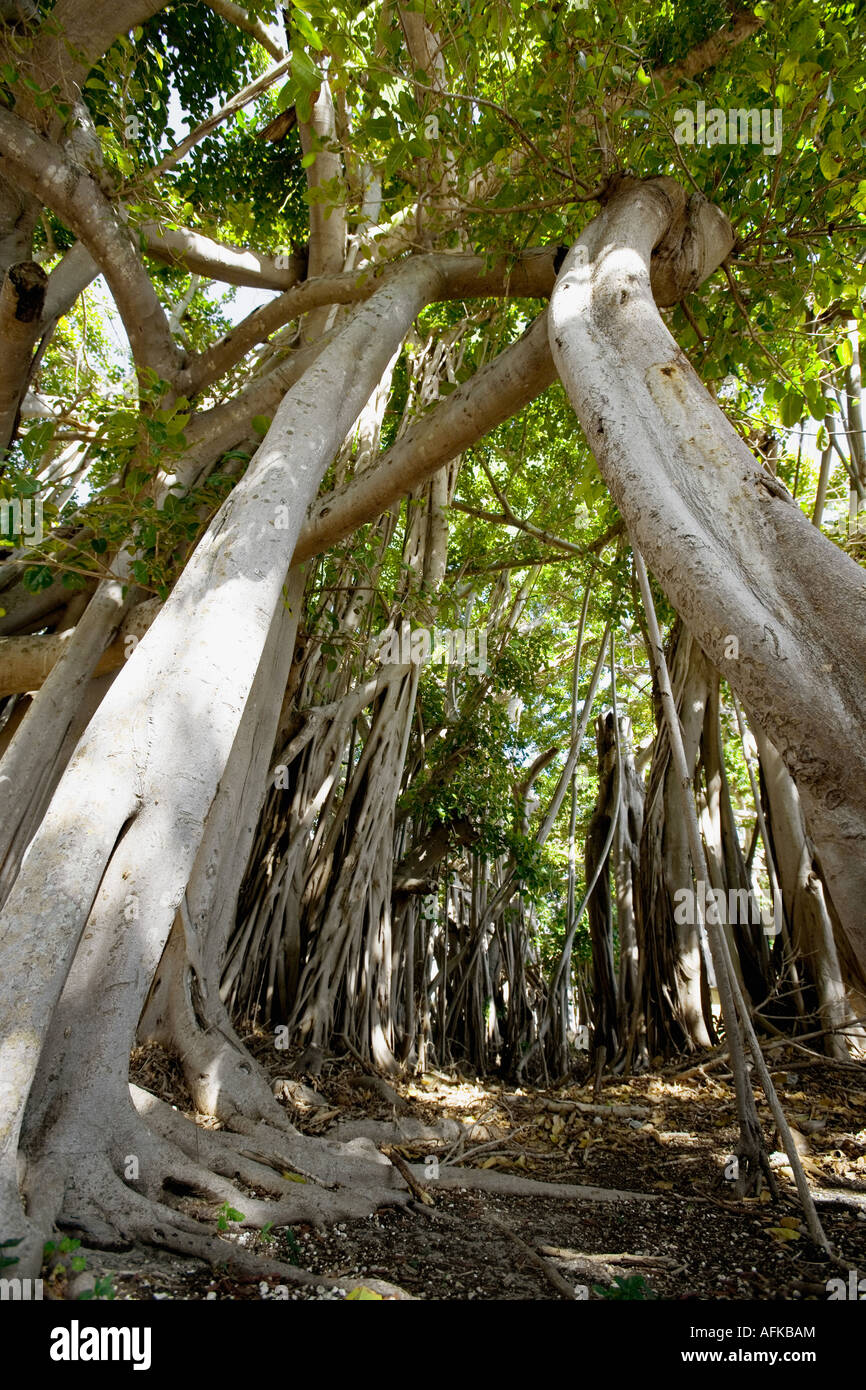Tree showing exposed roots Stock Photo - Alamy