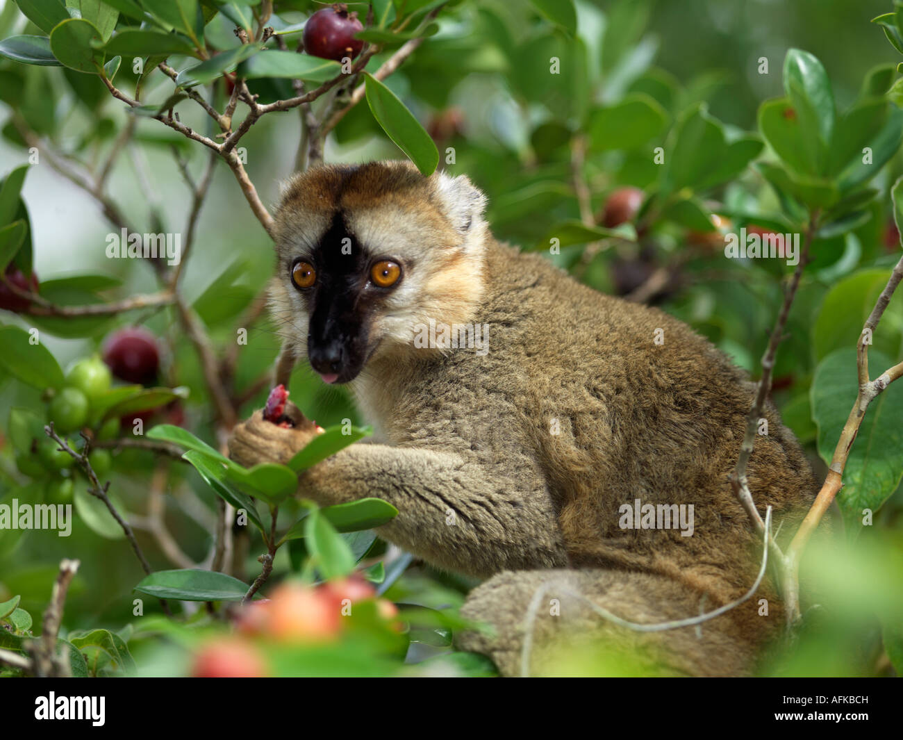 A Brown lemur (Eulemur fulvus fulvus) eating wild guava fruits Stock ...