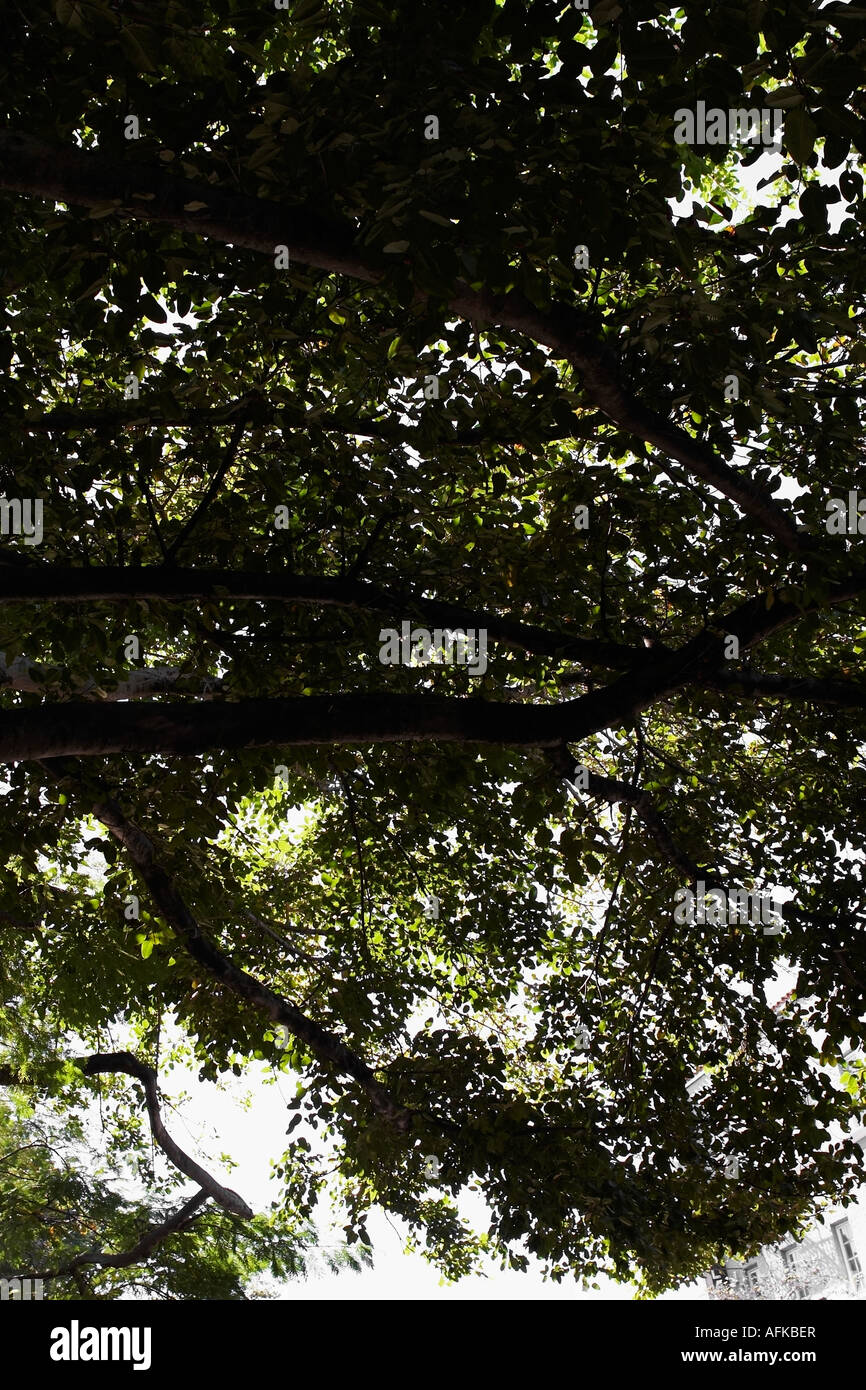 Sun shining through tree branches Stock Photo - Alamy