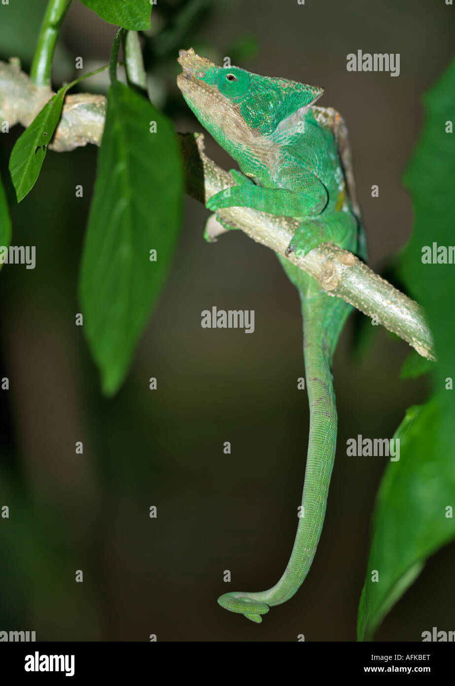 A brightly-coloured green chameleon Stock Photo - Alamy
