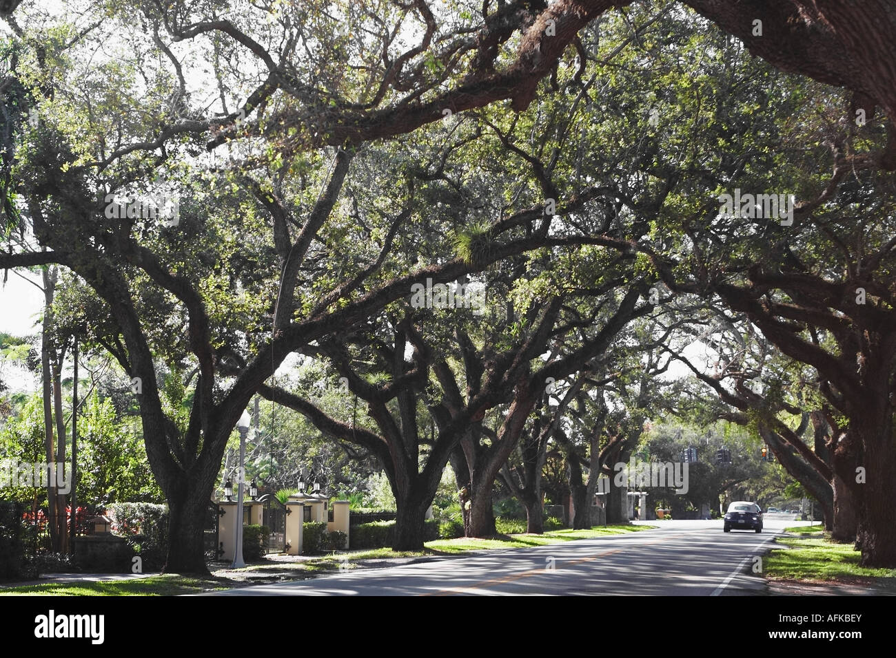 Tree lined road Stock Photo - Alamy