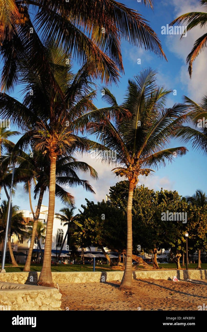Palm trees on Miami Beach Stock Photo - Alamy