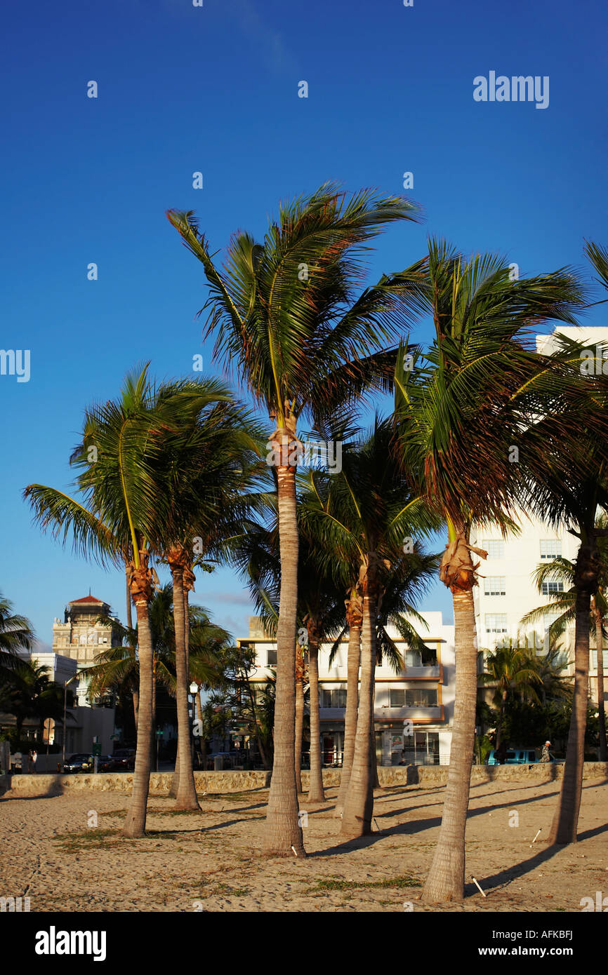 Palm trees on Miami Beach Stock Photo - Alamy