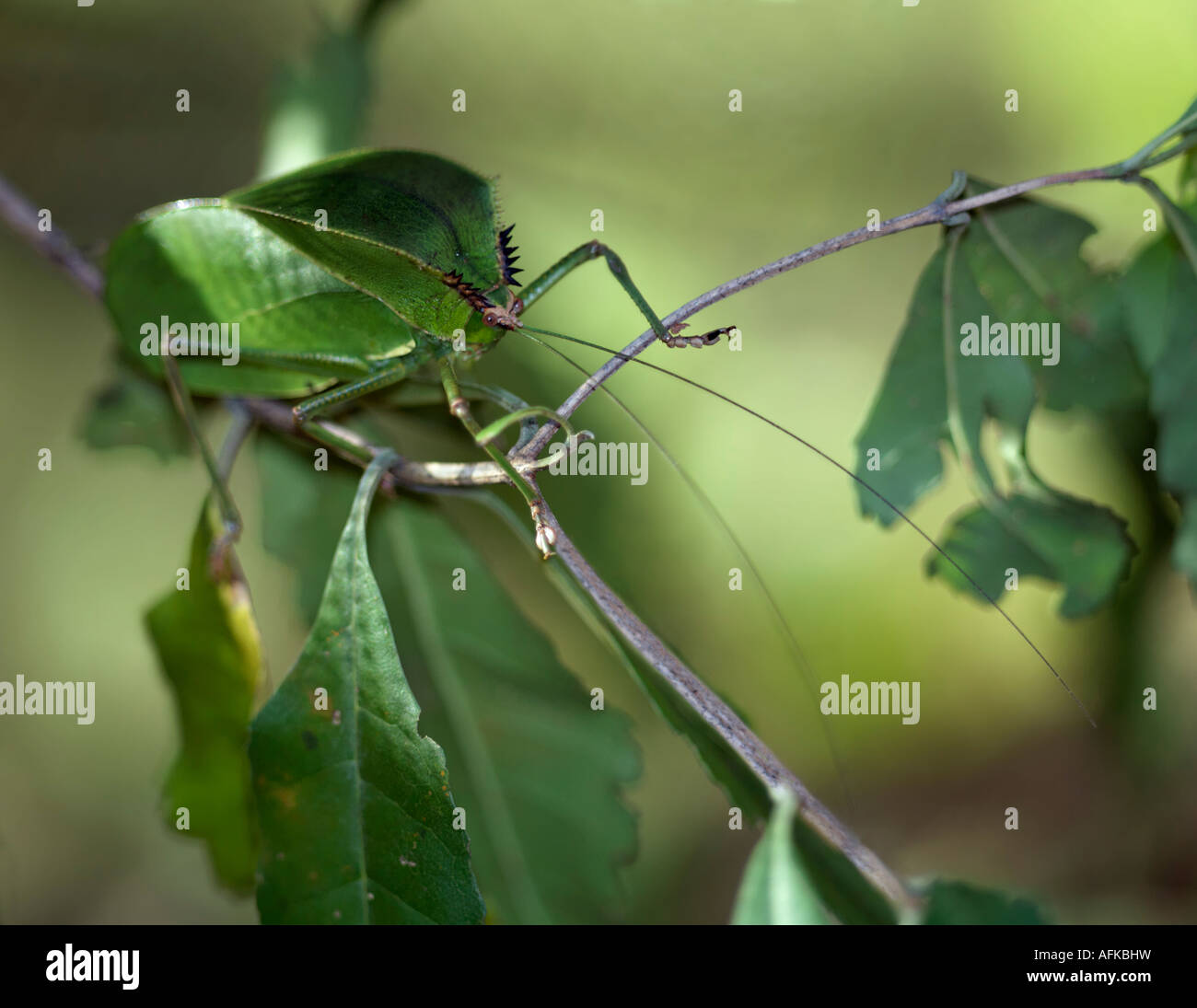 A giant katydid (bush-crickets), one of Madagascar's unusual insects ...
