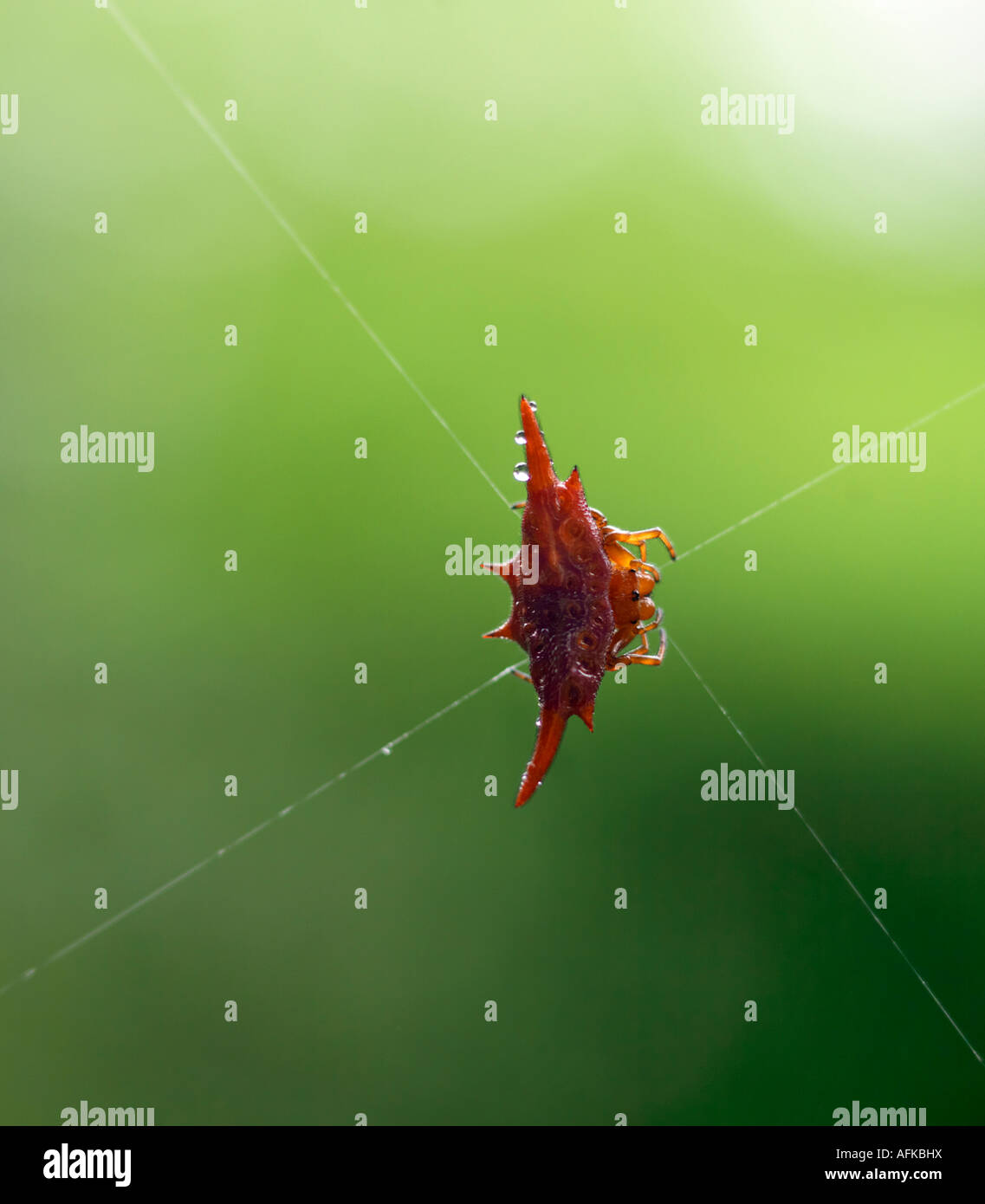A Thorn spider (Gasteracantha cancriformis) one of the many endemic ...
