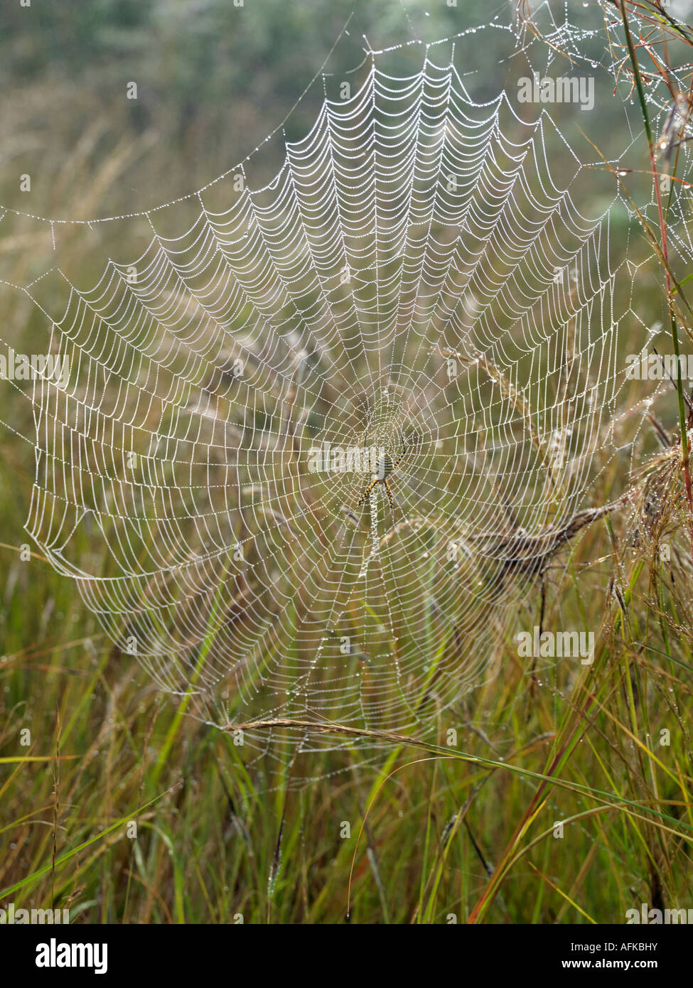 Madagascar spider web hi-res stock photography and images - Alamy