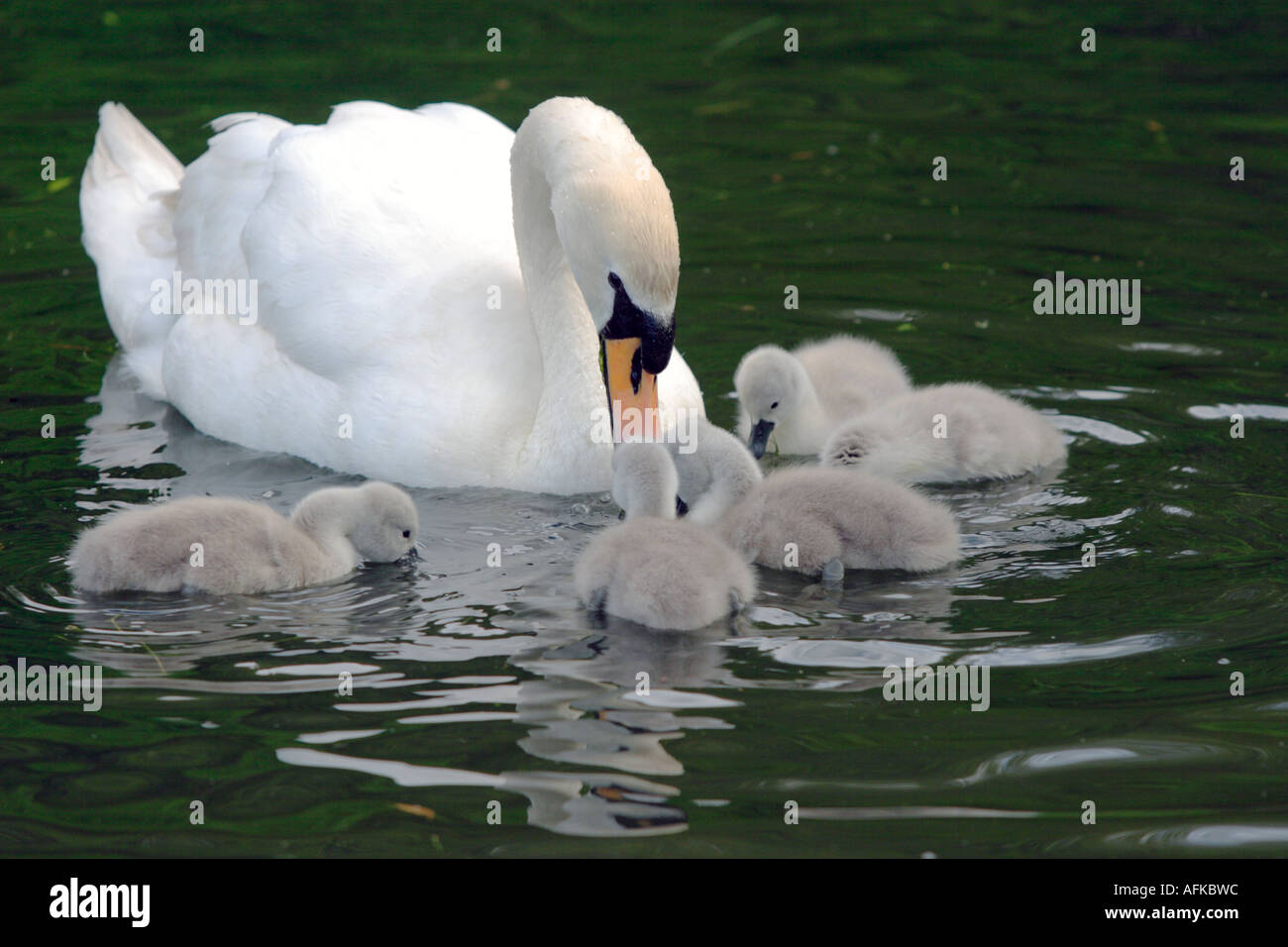 Cygnets neck hi-res stock photography and images - Alamy