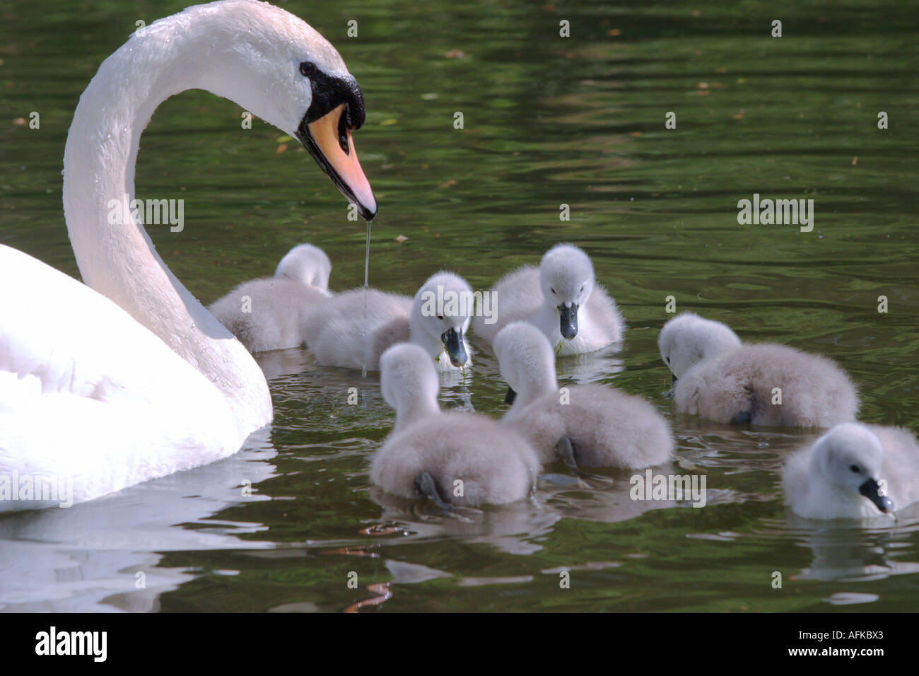 Tiny cygnets hi-res stock photography and images - Alamy