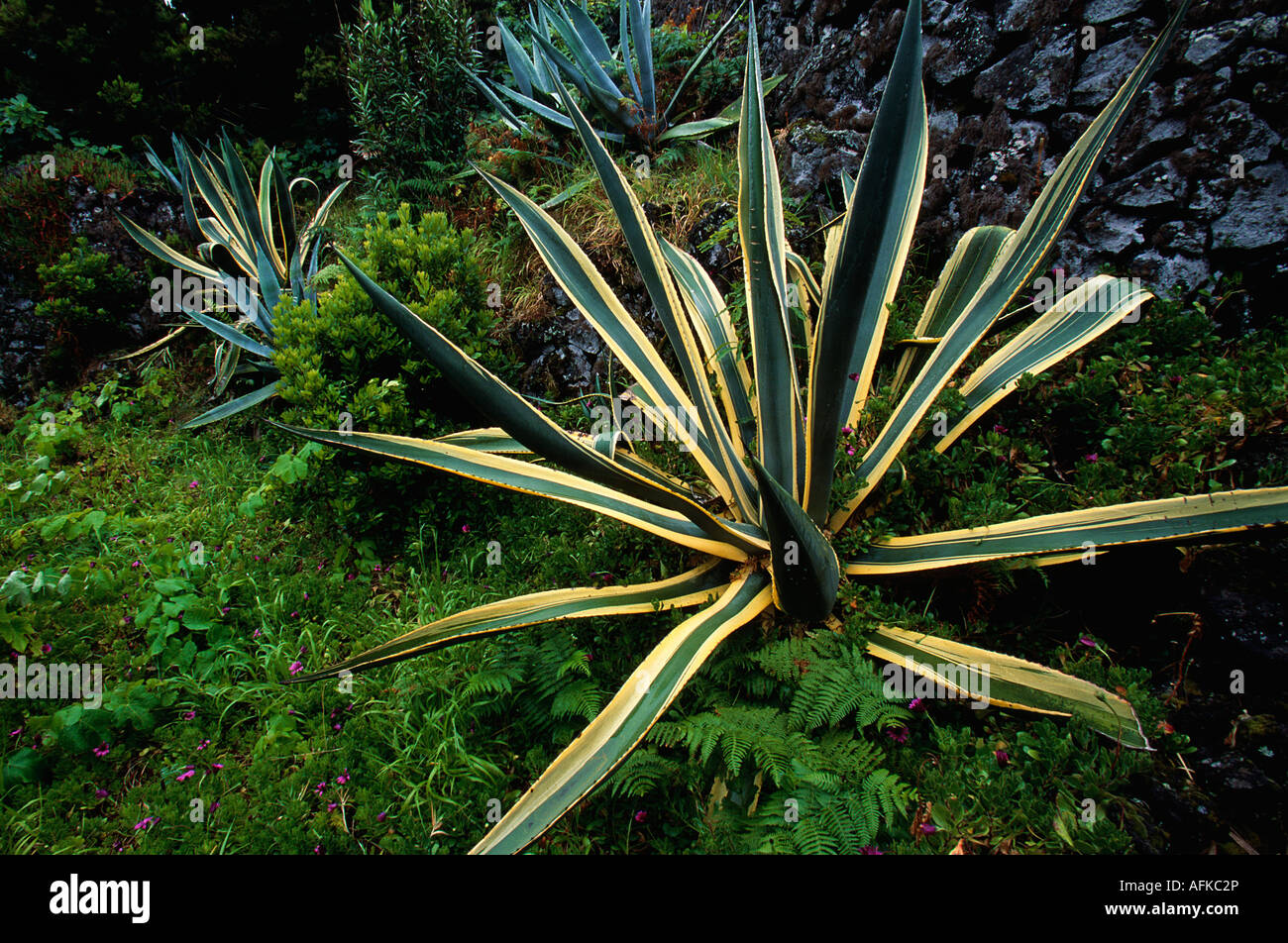 Agave plant growing near Caloura on the island of Sao Miguel, Azores ...