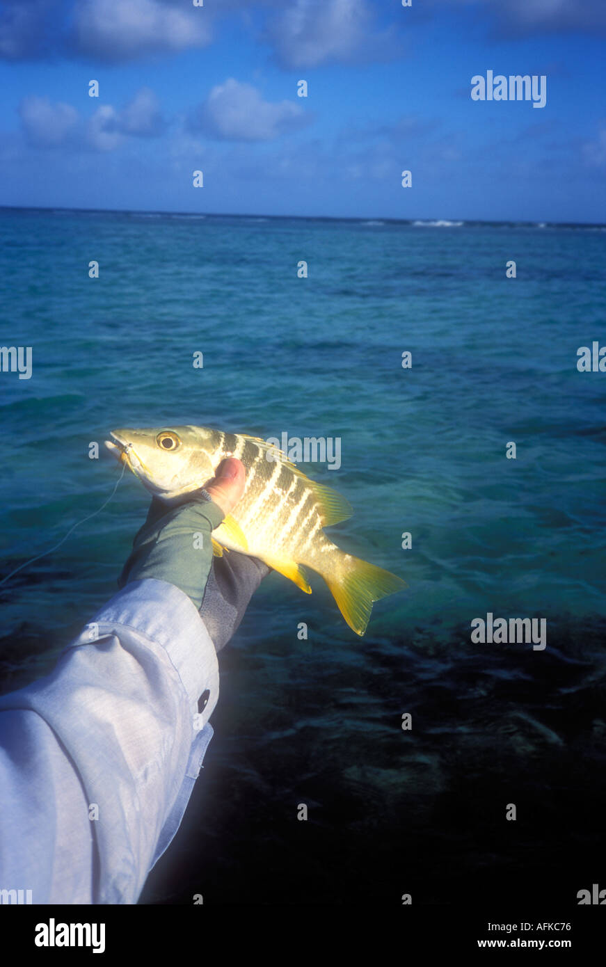 Mans hand holding dog snapper caught while fly fishing in Belize ...