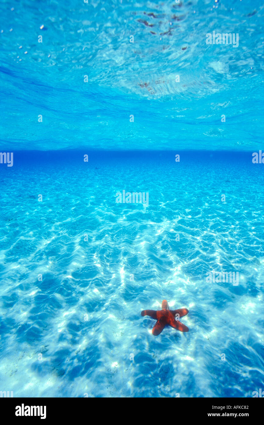 Clear shallow water with red starfish on the seabed in the Maldives ...