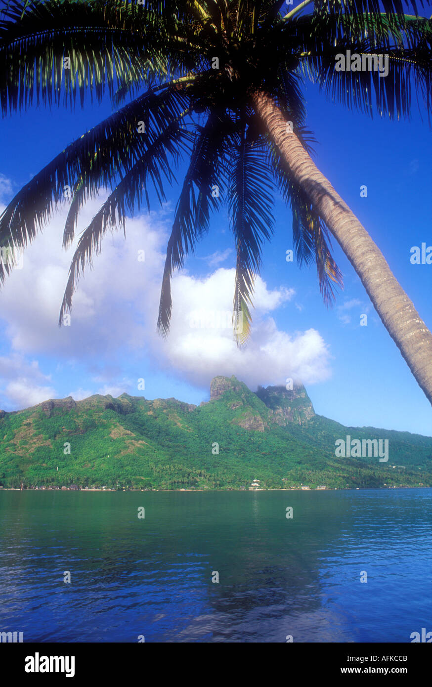 Palm tree over water in Cooks Bay on the island of Moorea in Tahiti ...
