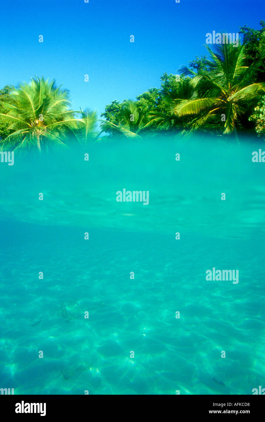 View from underwater of palm trees and blue sky in the Virgin Islands ...