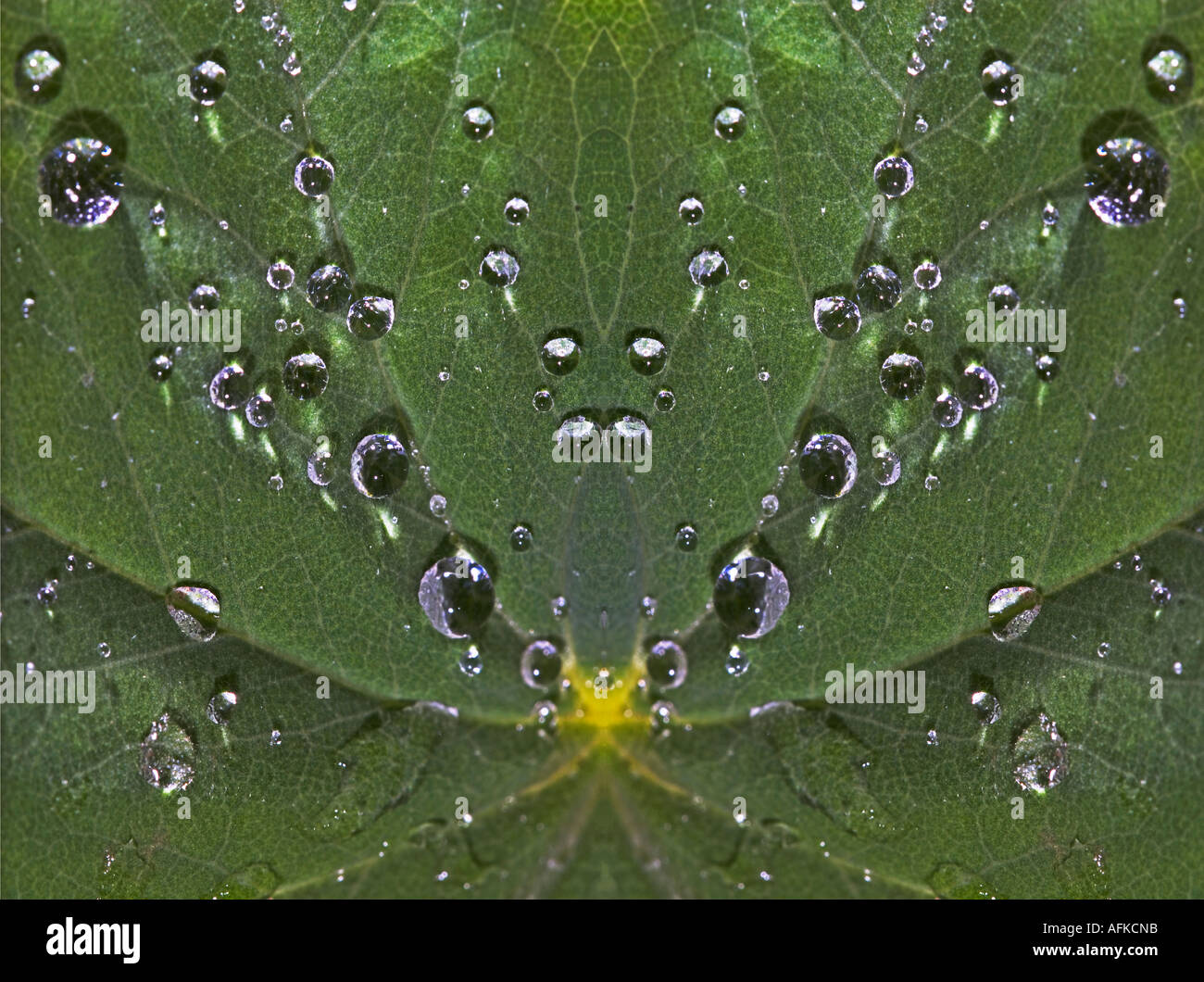 Water droplets on leaf of Alchemilla vulgaris showing surface tension ...