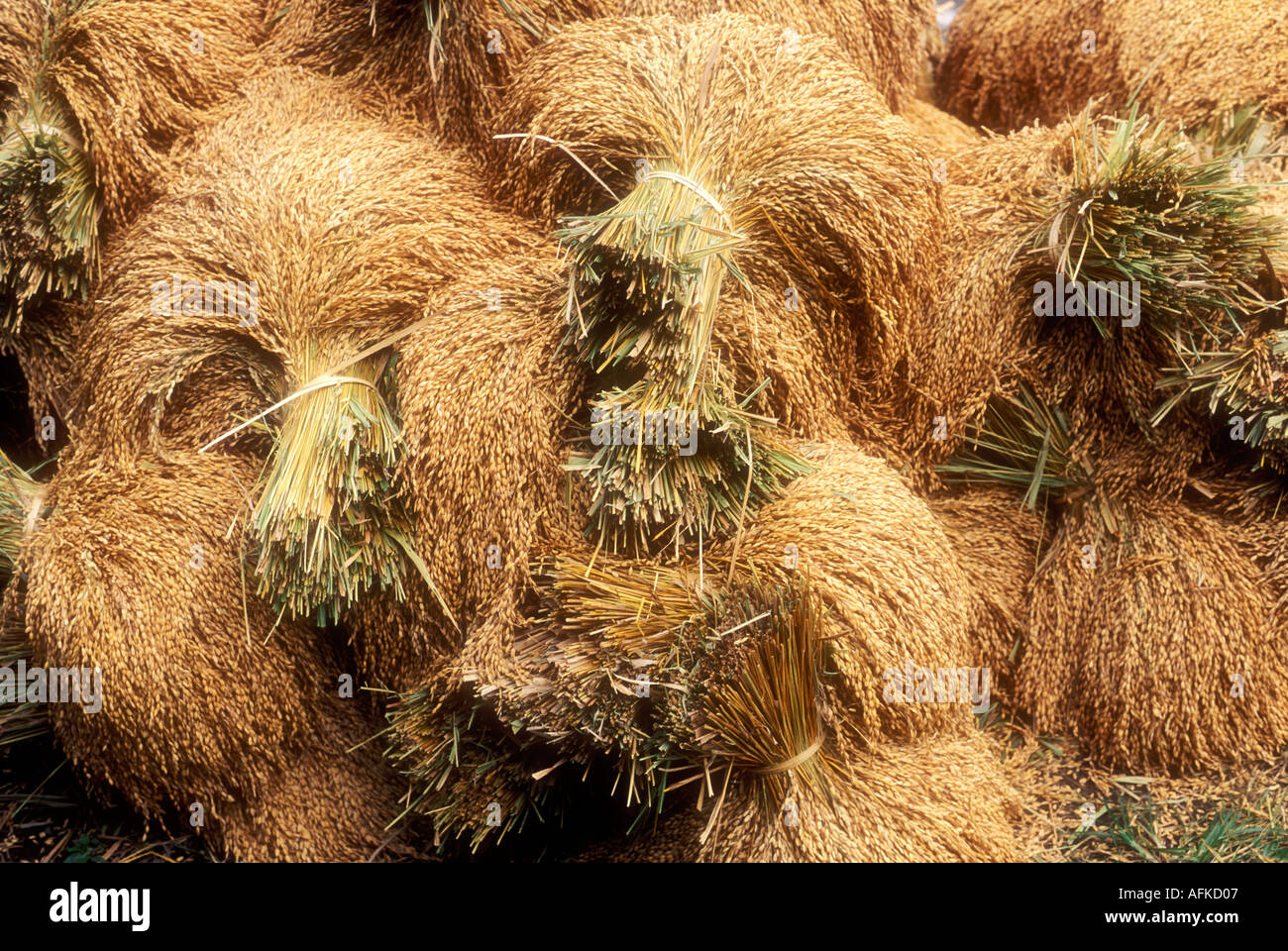 Harvested rice on the island of Bali in Indonesia Southeast Asia Stock ...