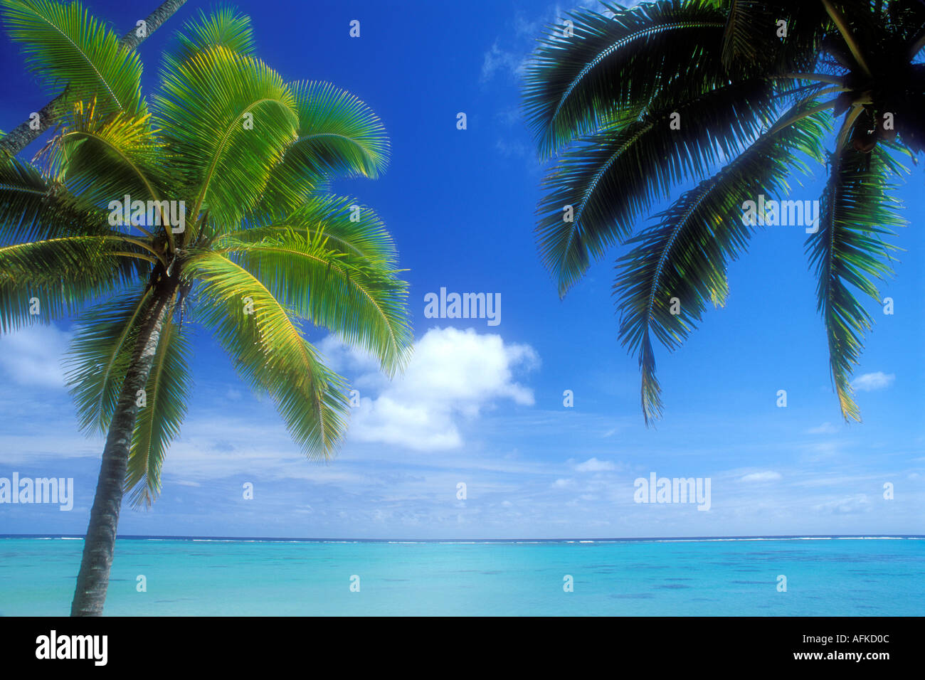 Palm trees and ocean horizon in the Cook Islands South Pacific Ocean ...