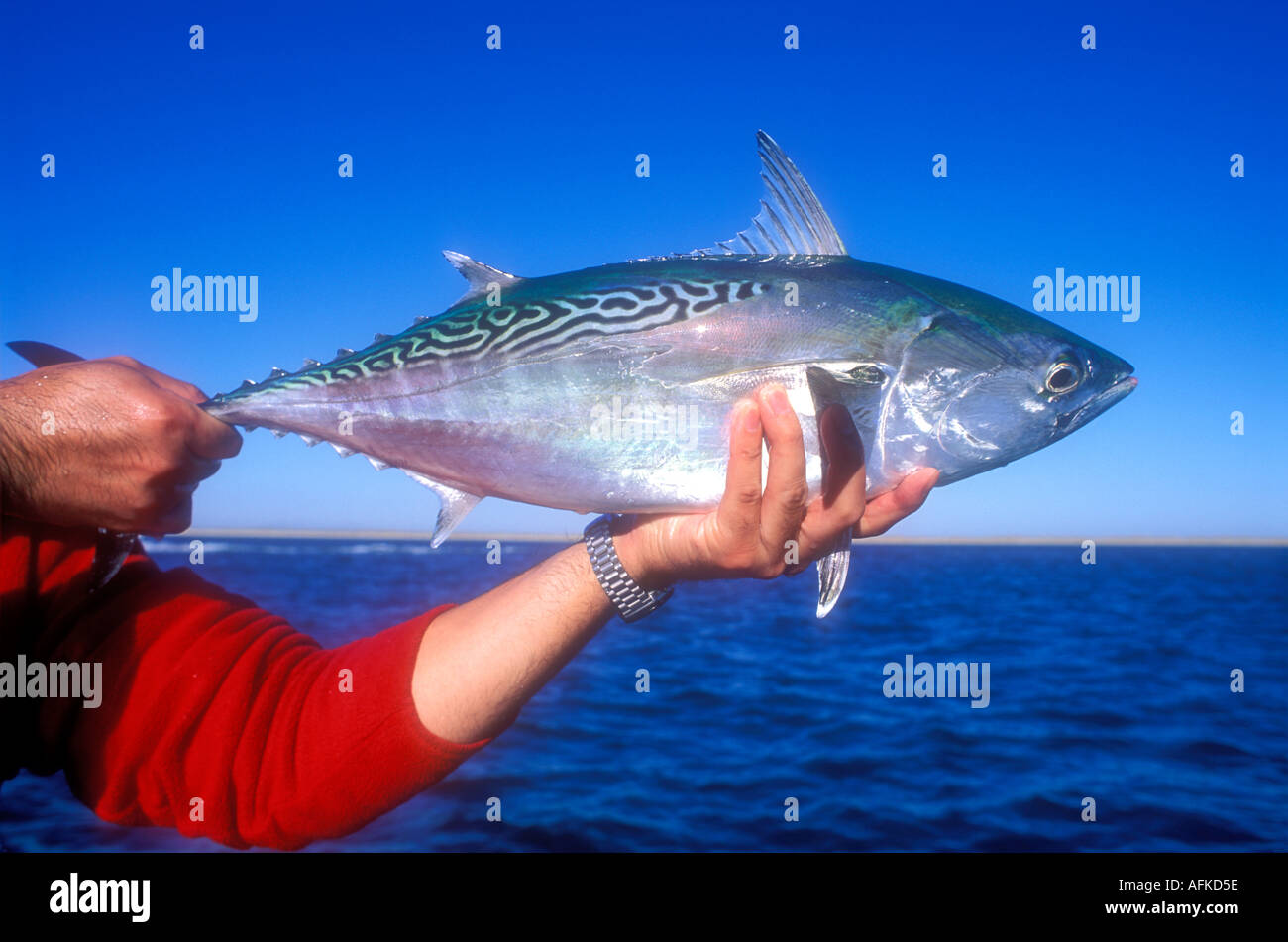 Man holding little tunny fish caught while fly fishing in North ...