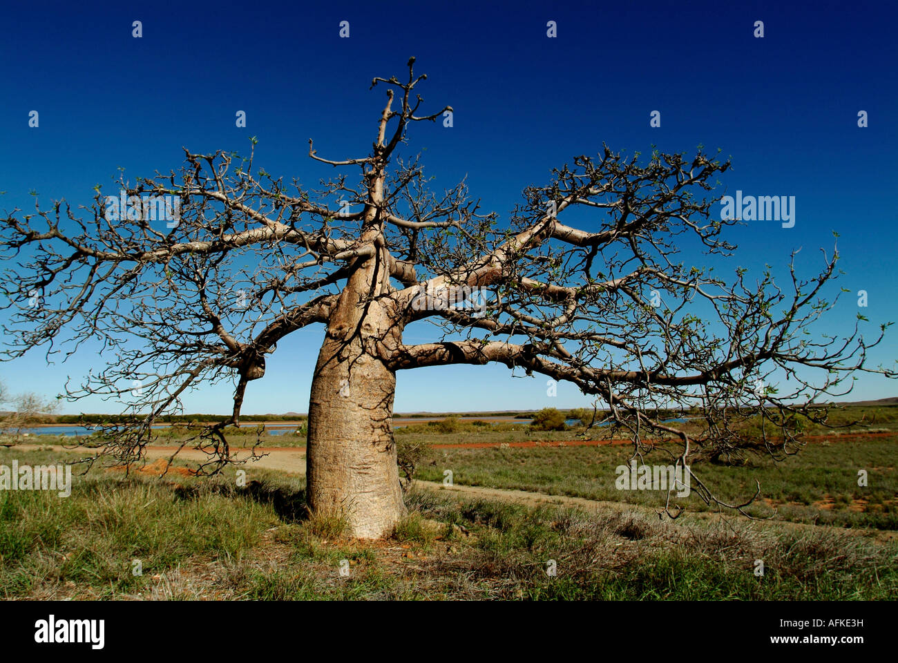 Australia Northern Territory NT Dampier Peninsular Baobab Tree in flat ...
