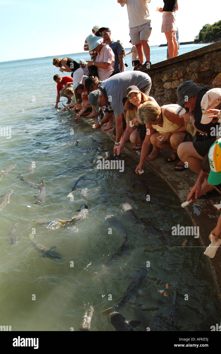 Mullet fish australia hi-res stock photography and images - Alamy