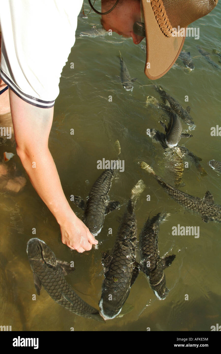 Mullet fish australia hi-res stock photography and images - Alamy