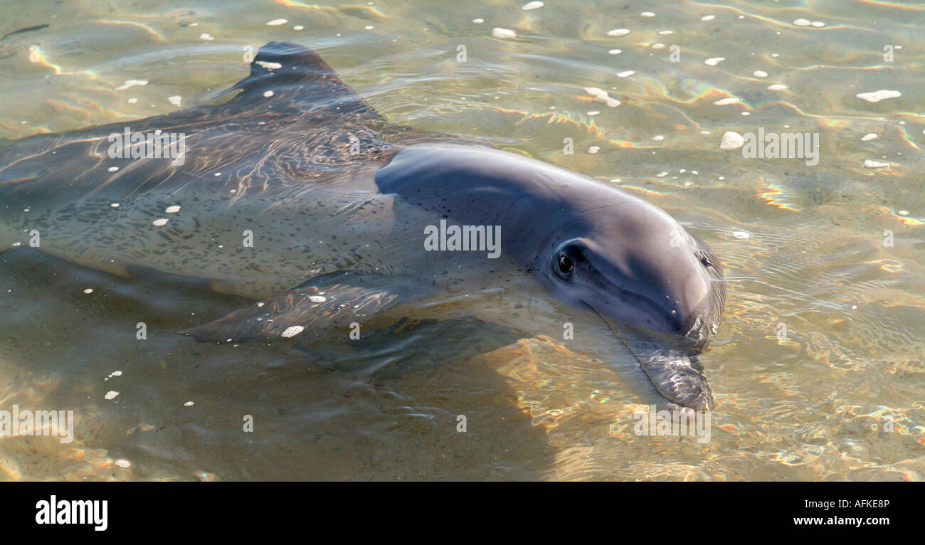 Wa antipodean aussie australian oceania oz gray grey hi-res stock ...