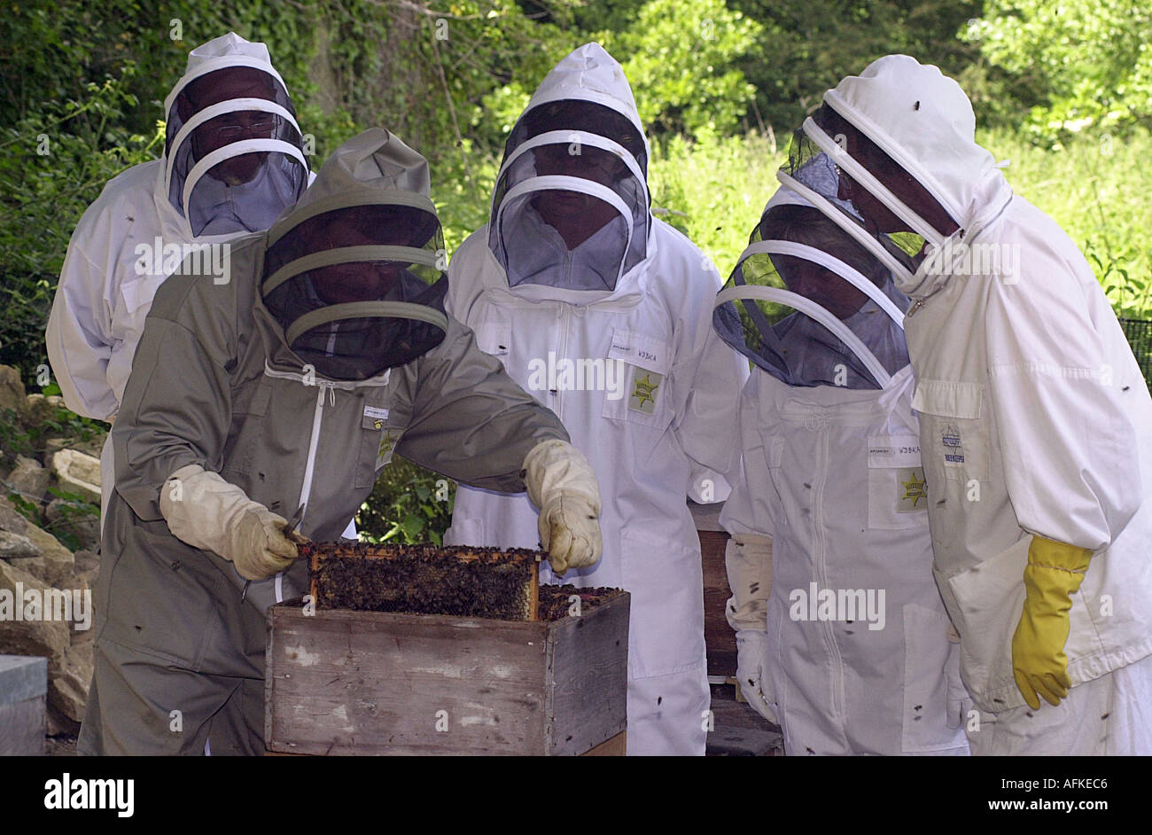 The opening of a bee hive at an Dorset Apiary Stock Photo - Alamy