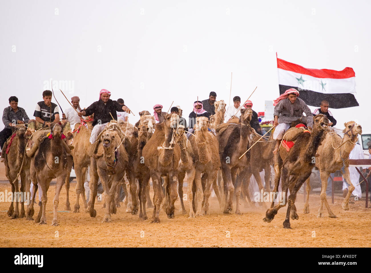 A camel race gets underway at Palmyra's 5km long racetrack. The races ...