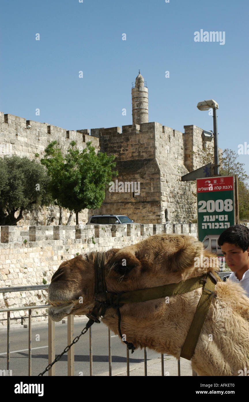 camel waiting for tourists to ride it outside the walls of the old city ...