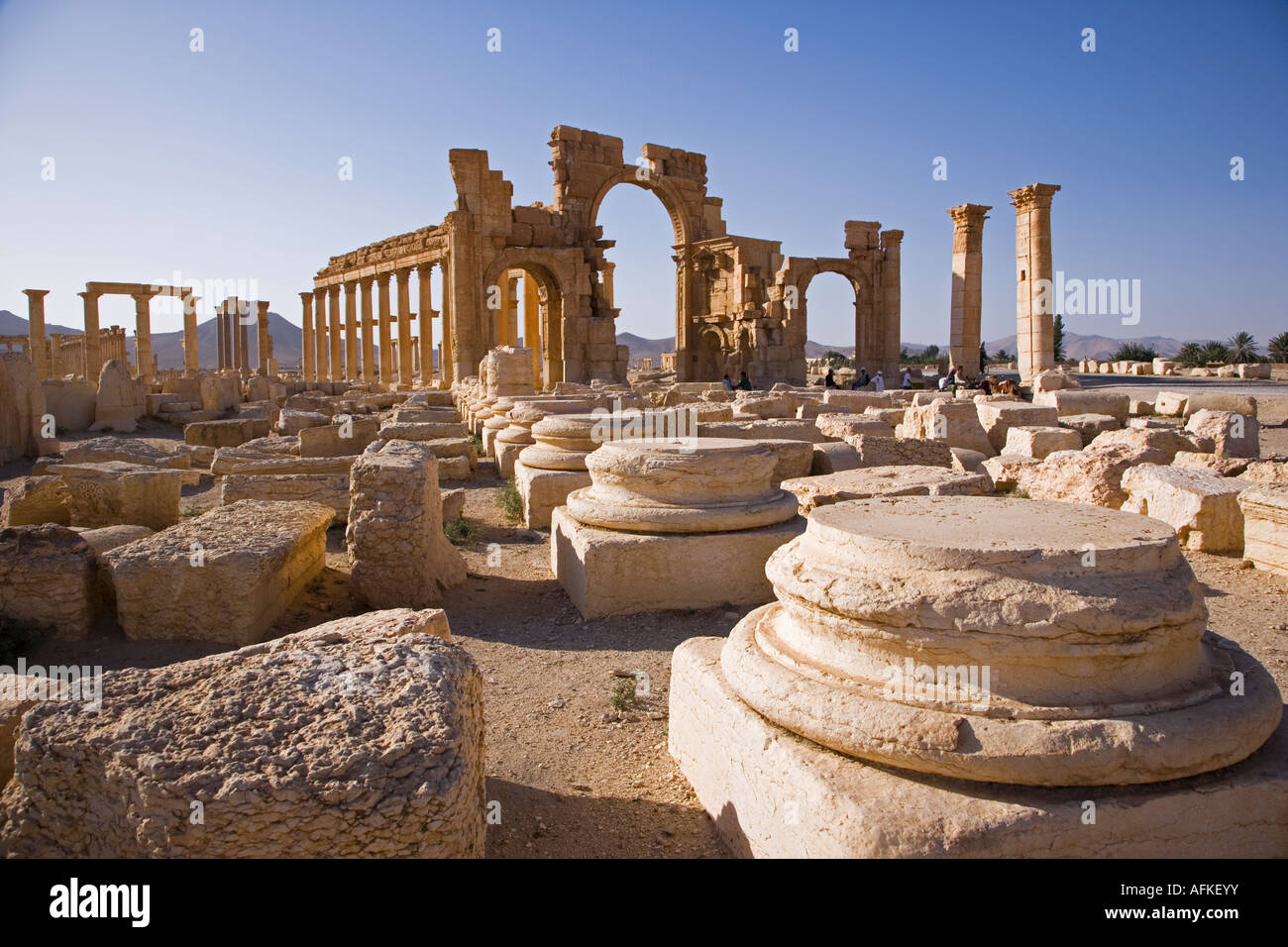 Palmyra syria palm tree hi-res stock photography and images - Alamy
