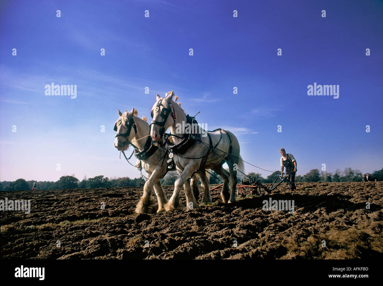 Horses Ploughing Stock Photos & Horses Ploughing Stock Images - Alamy