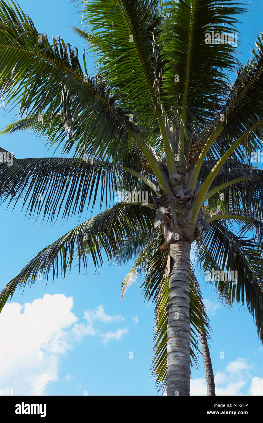 Low angle view of a palm tree Stock Photo - Alamy