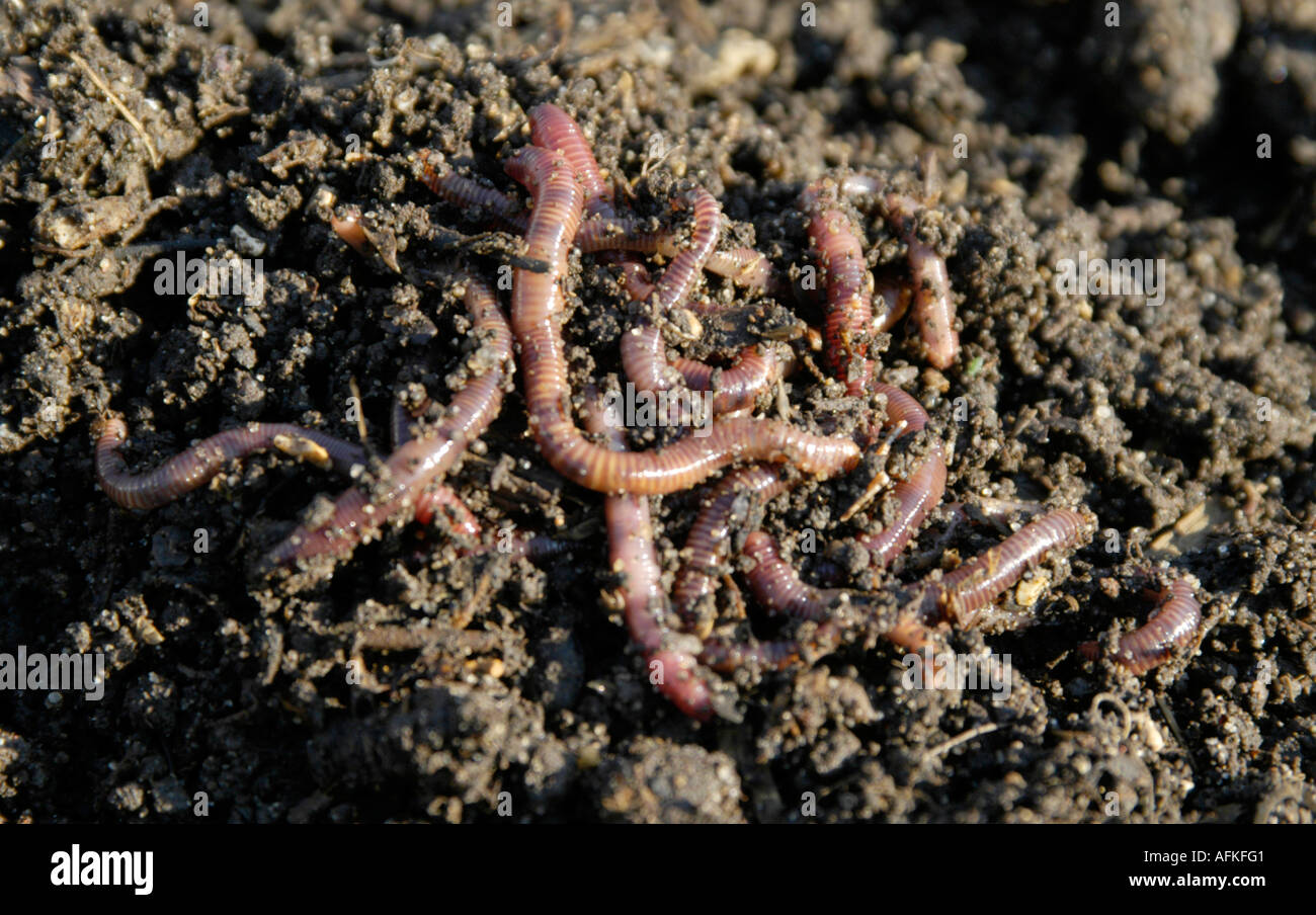 Tiger worms in garden compost Stock Photo - Alamy